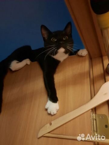 Котенок в дар бесплатно