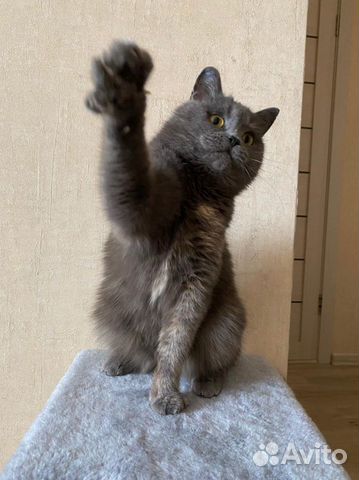 Кошка Марфуша помесь британки, 2-3года