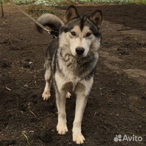 Отдам маламута в хорошие руки