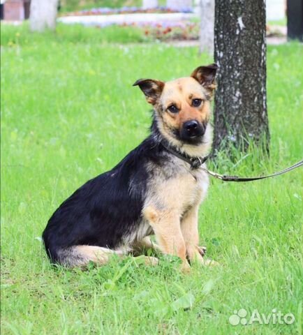 Ищет дом небольшая девочка