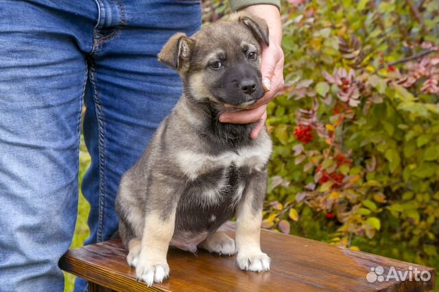 Щенок Ким 2 мес, умный и добрый. Привезем лично