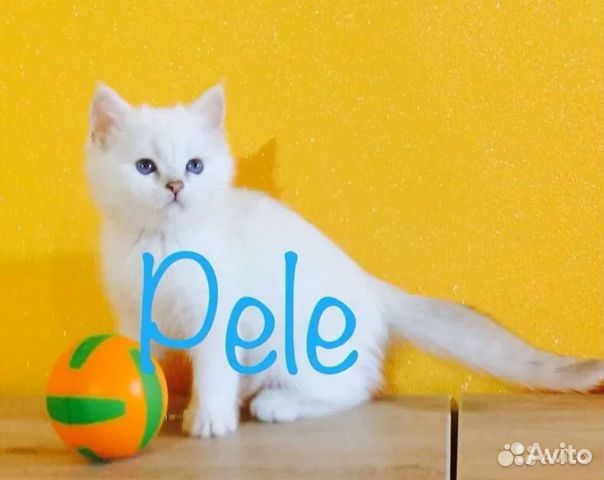 Котенок котик Smart