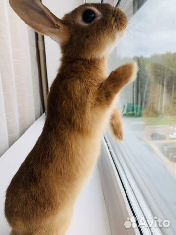 Карликовый голландский кролик