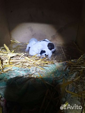 Щенки дратхаара