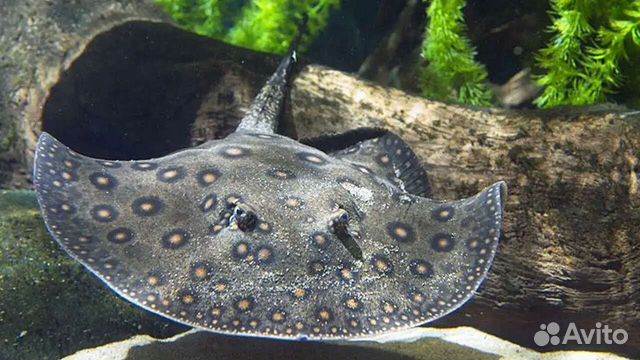 Скат моторо