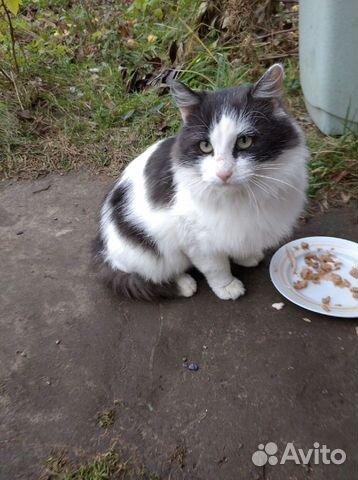 Кот в добрые руки