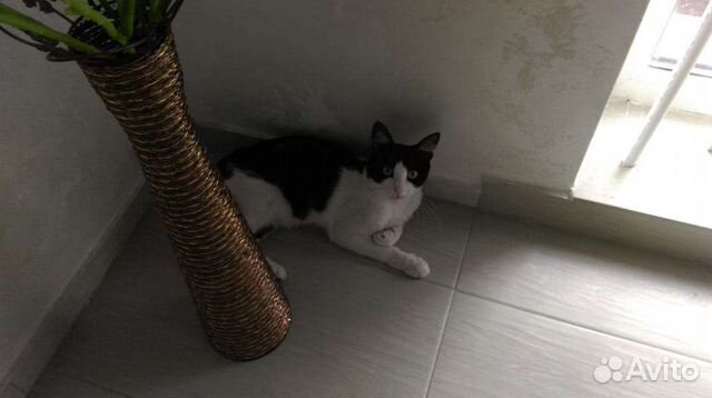 Ищу Мурзика своего Кота