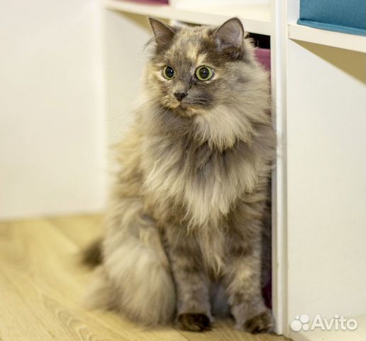 Пушистая красавица ищет новый дом