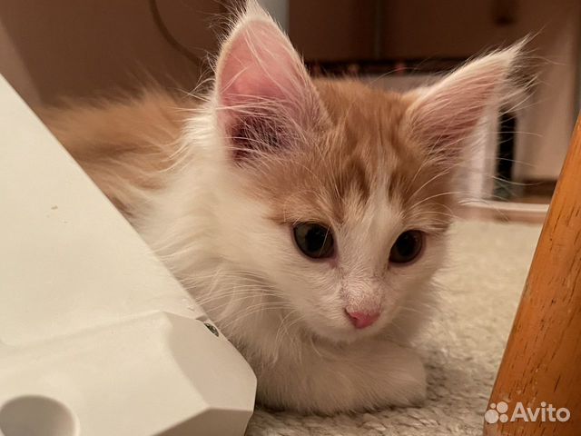 Котенок в добрые руки