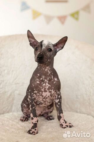 Ксолоитцкуинтли медио