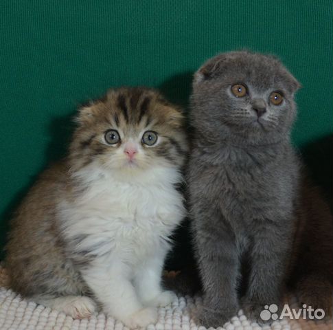 Вислоухие милашки