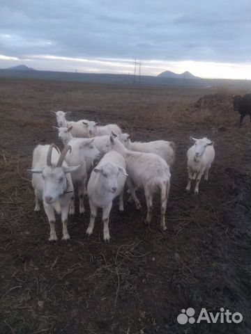 Продаются козлики