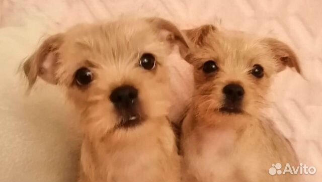 Собака маленькая порода