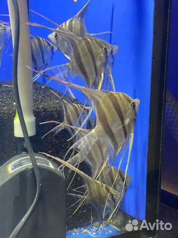 Альтум Ориноко иRio Negro