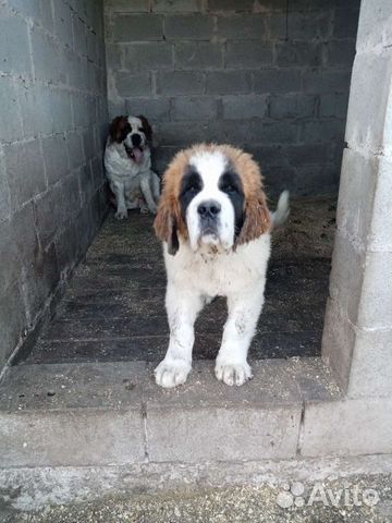 Щенки сенбернара