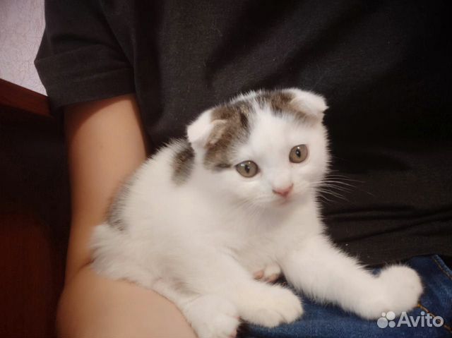 Котята в добрые руки бесплатно