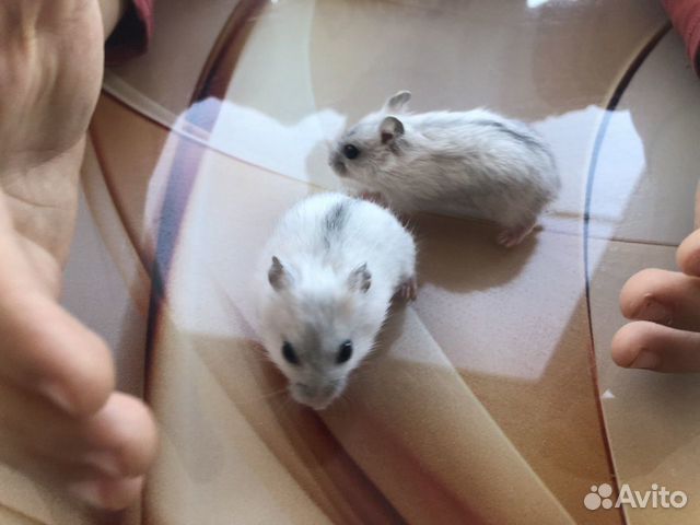 Малыши джунгариков