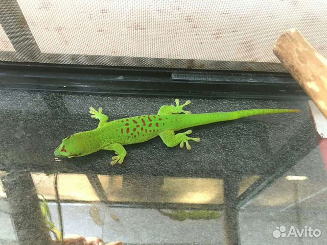 Фельзума грандис