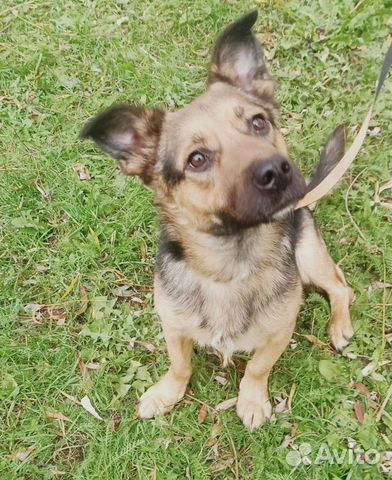 Мини овчарка ищет дом