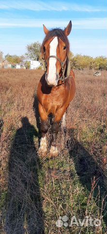 Лошадь жеребец