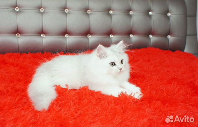 Длинношерстная Шиншилла ns11 мальчик