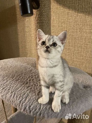 Британская Вискас