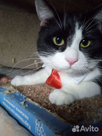 Клаус
