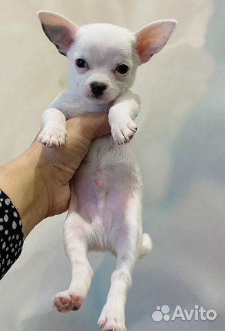 Щенки чихуахуа
