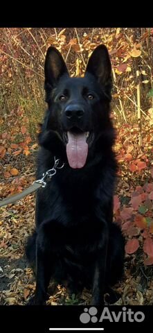 Немецкая овчарка вязка