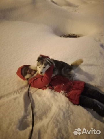 Собака породы Хаски
