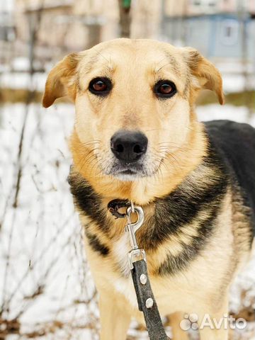 Собака в добрые руки