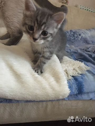 Изумительной красы девочка котенок