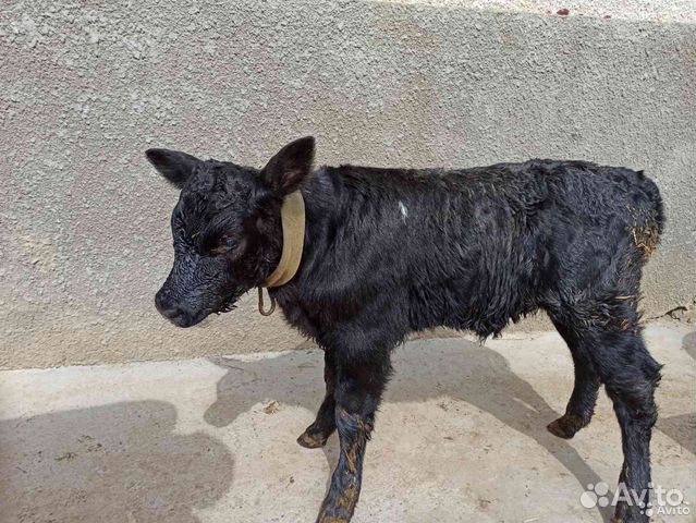 Продаётся телёнок, бычок