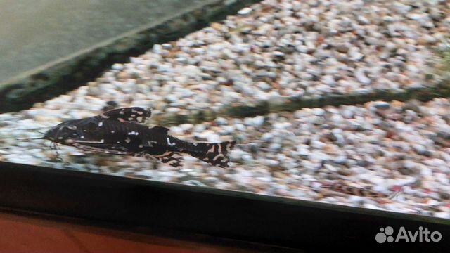 Аквариумные рыбки