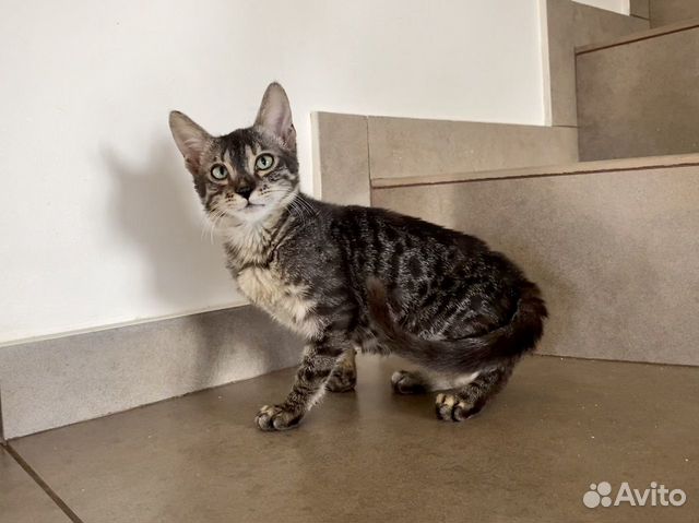 Чаузи котик Tonny