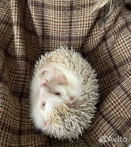 Африканский ёж