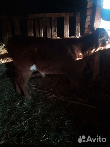 Теленок, бычок