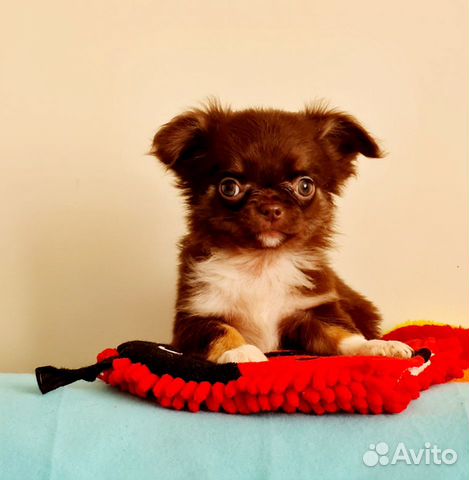 Шоколадный миник