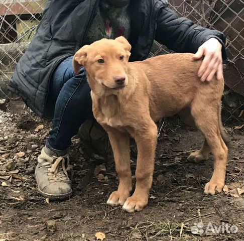 Рыжий щенок Мальчик ищет дом
