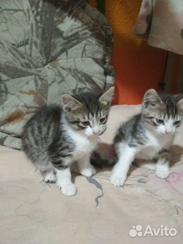 Кошки в добрые руки