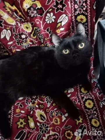 Котик Паша 2,5 года