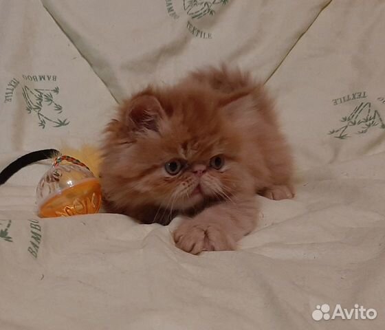 Персидский котишка