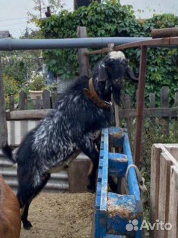 Козел для покрытия