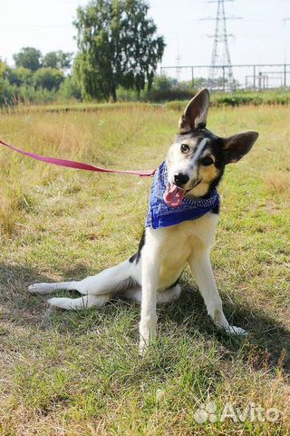 Малышка Вега, отдам в хорошие руки