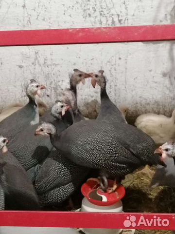 Цыплята цесарки