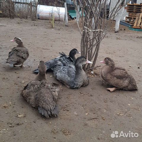 Мускусные утки селезни, гусак породы Линда