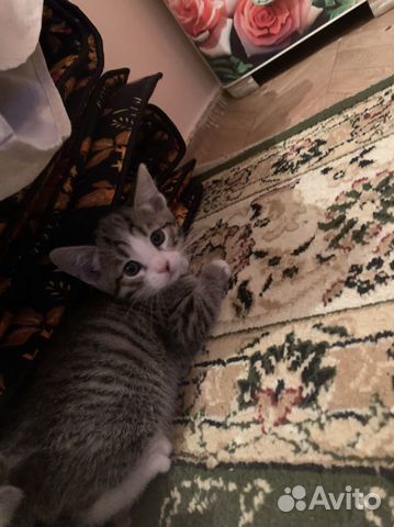 Котята бесплатно