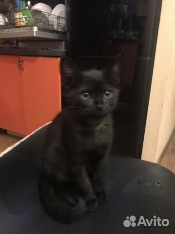Котенок в добрые руки
