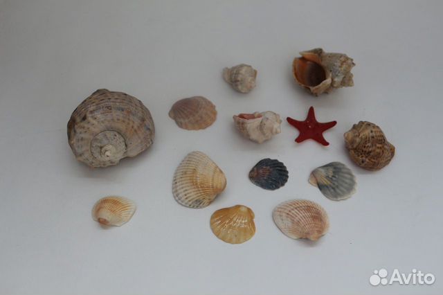 Морские ракушки, раковины рапана, натуральные