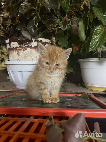 Отдам бесплатно милого котеночка
